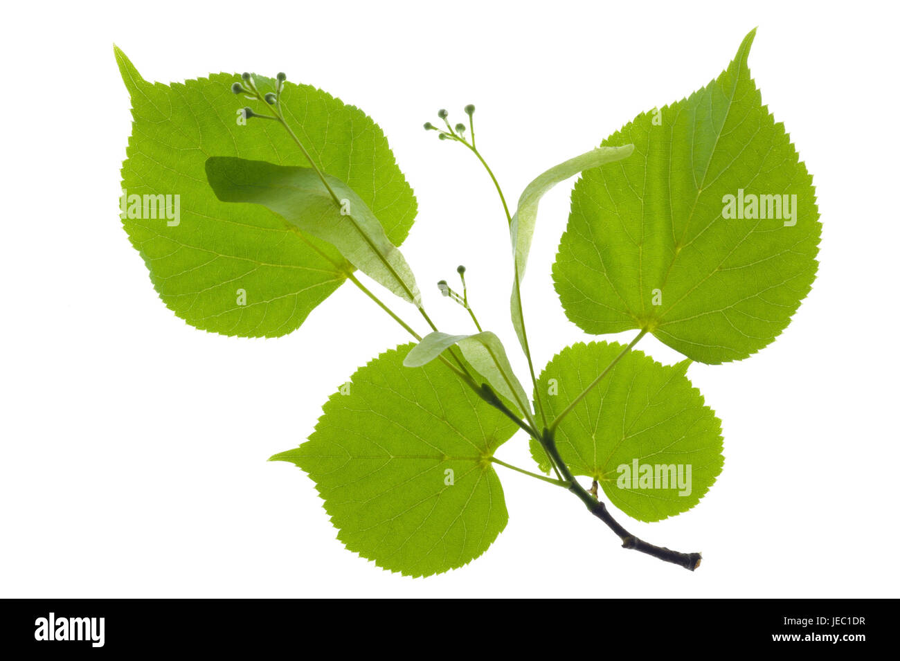 Lime-tree, lime leaves Stock Photo - Alamy
