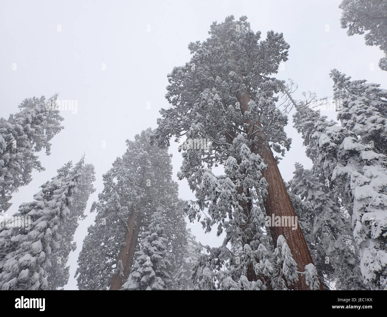 Snow covers giant Sequoia trees Stock Photo - Alamy