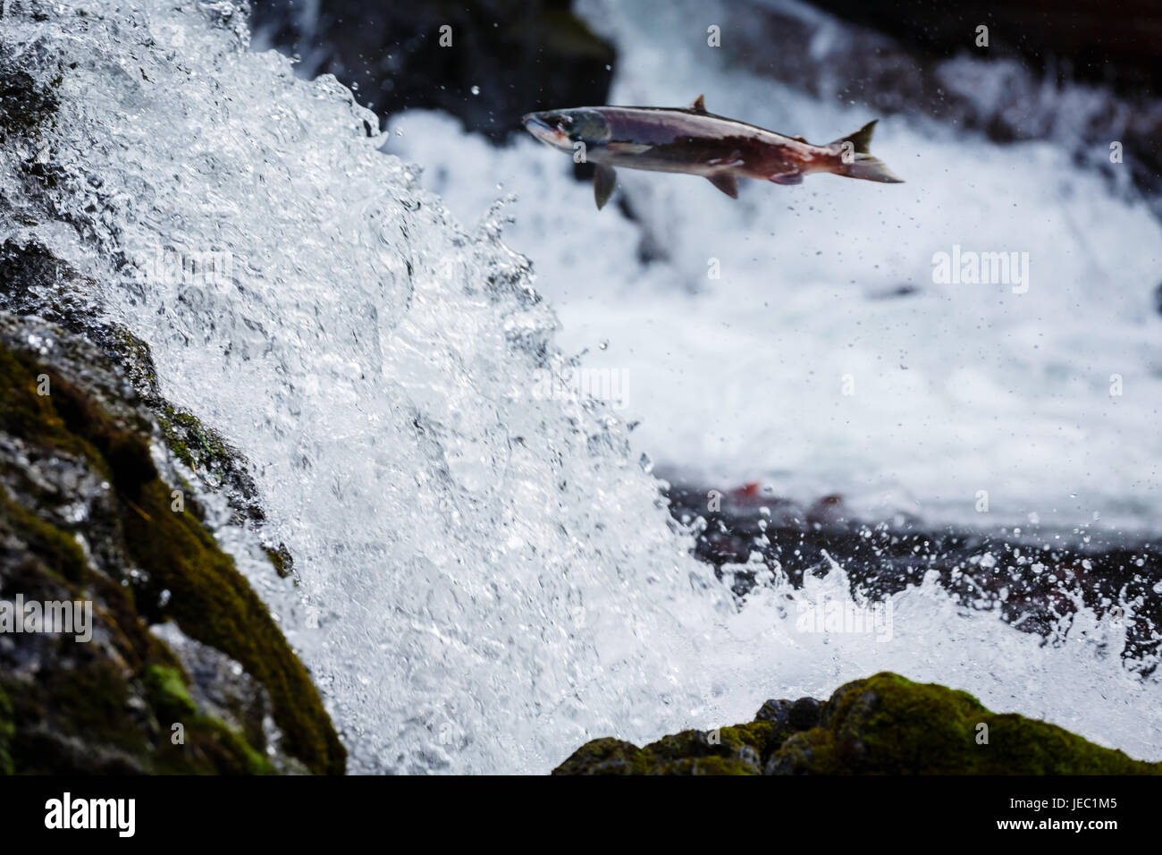 Fish spawn hi-res stock photography and images - Alamy