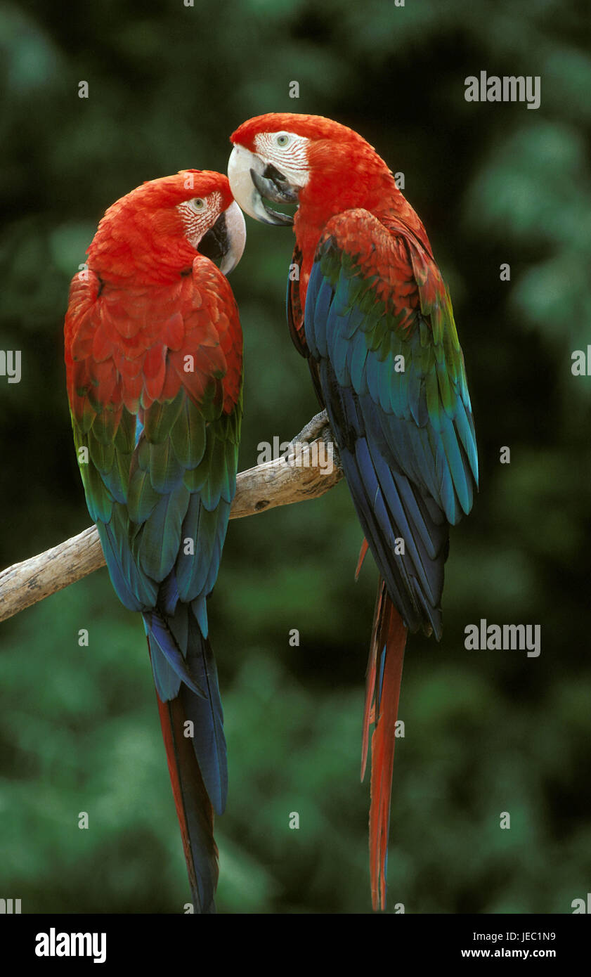 Chloroptera hi-res stock photography and images - Alamy