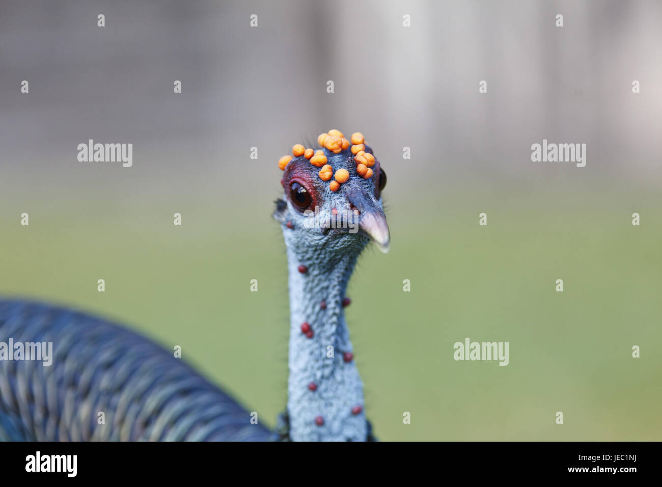 Tikal animals hi-res stock photography and images - Alamy