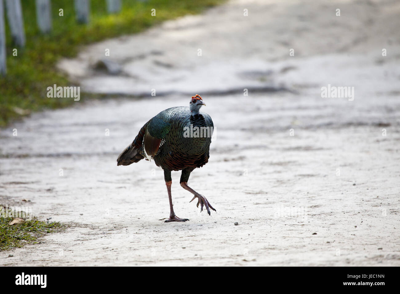 National bird of guatemala hi-res stock photography and images - Alamy