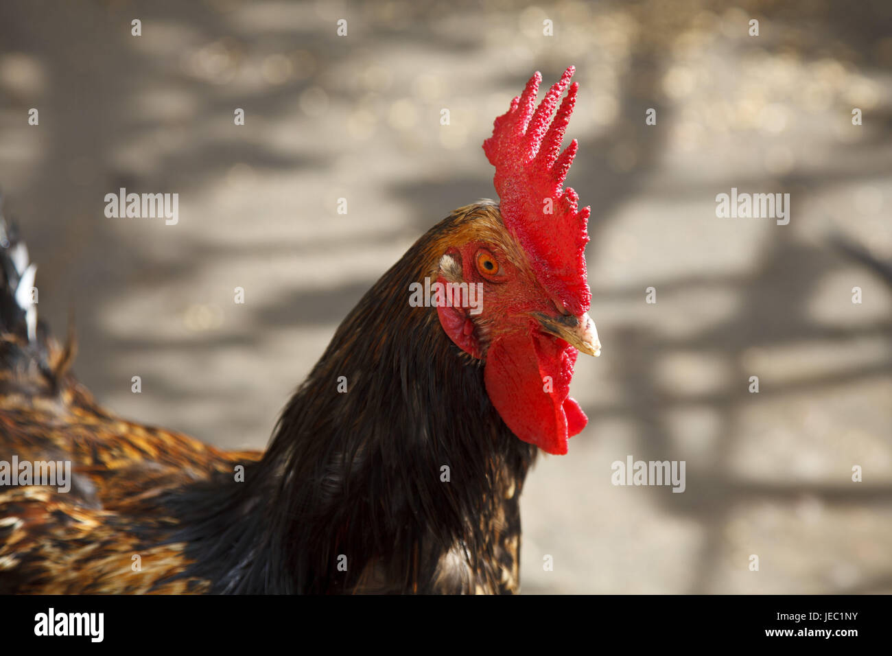 Guatemala, Zacapa, tap Stock Photo - Alamy