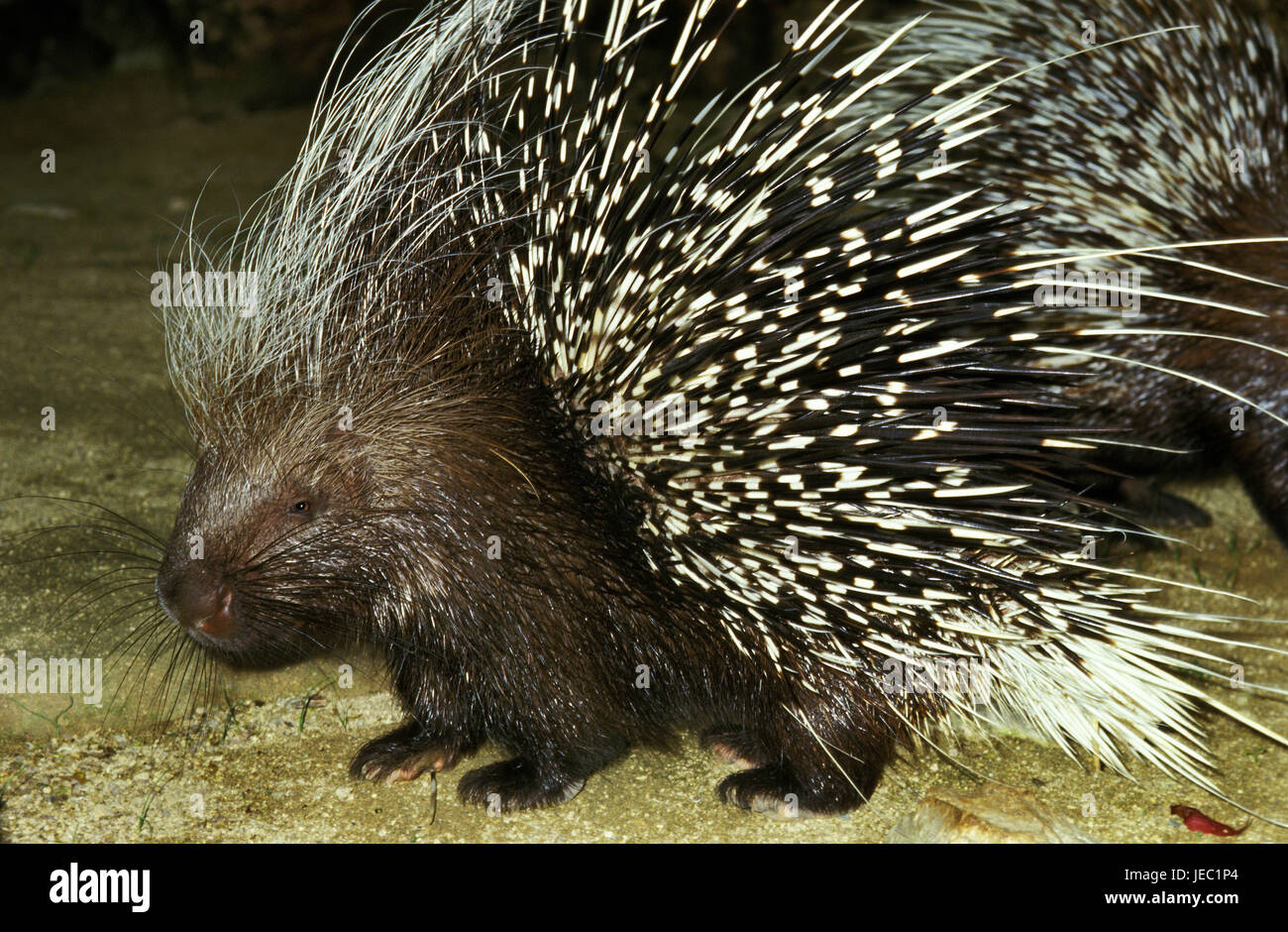 African porcupines hi-res stock photography and images - Alamy