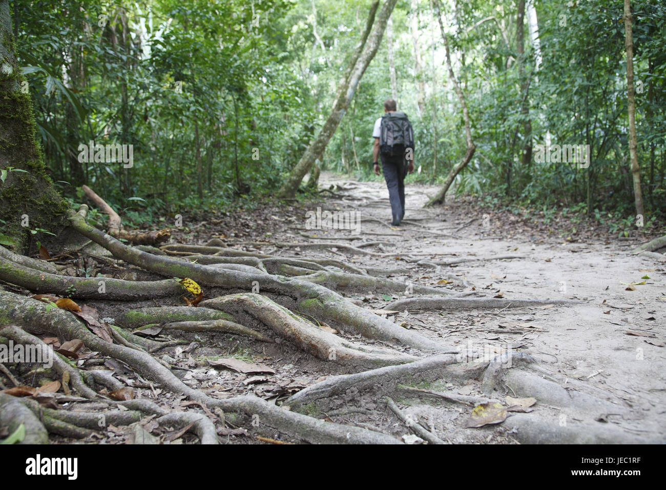 Whole Tree And Roots High Resolution Stock Photography and Images - Alamy