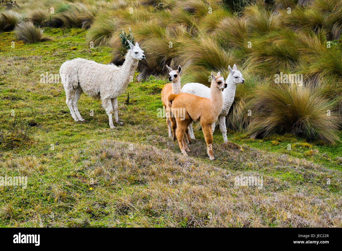 Llamas in Cajas National Park, Cuenca, Ecuador Stock Photo - Alamy