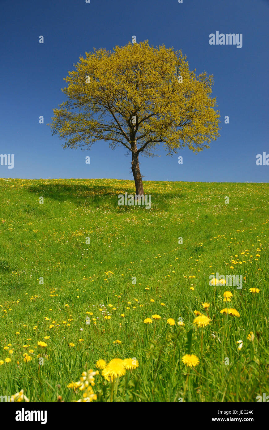 Single lime hi-res stock photography and images - Alamy