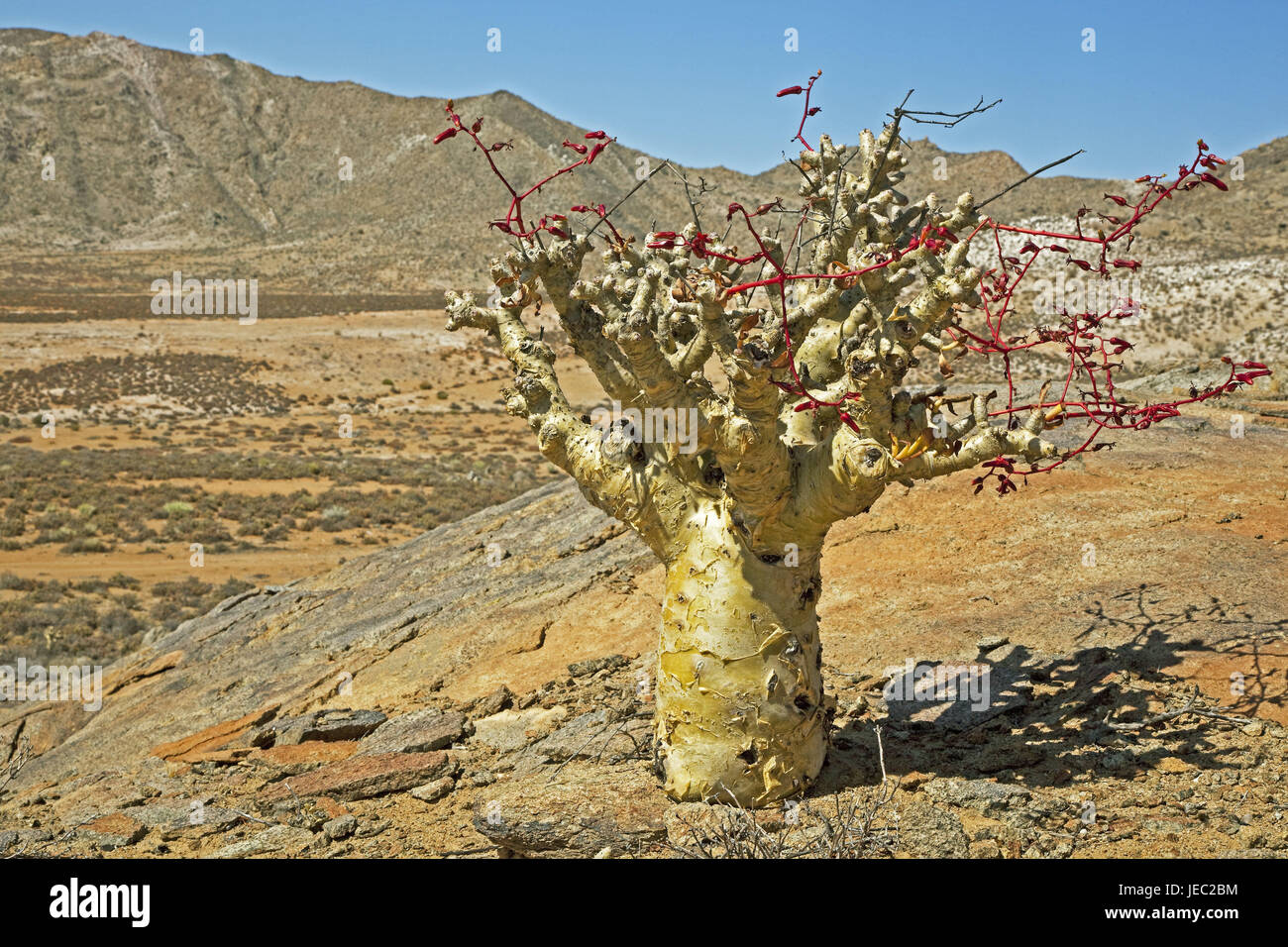 South Africa, Namaqualand, succulent, Botterboom, Tylecodon paniculatus ...