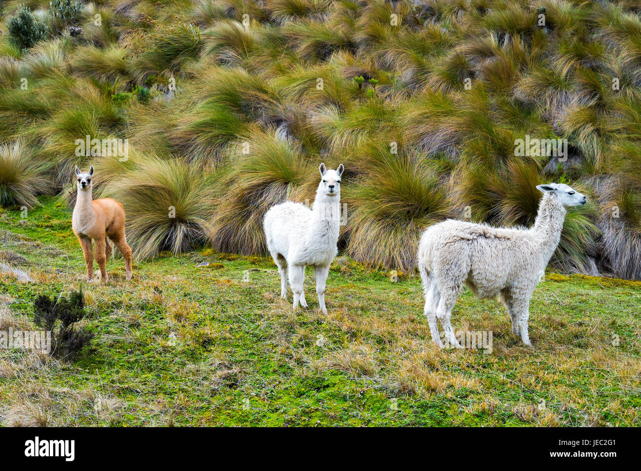 Llamas in Cajas National Park, Cuenca, Ecuador Stock Photo - Alamy