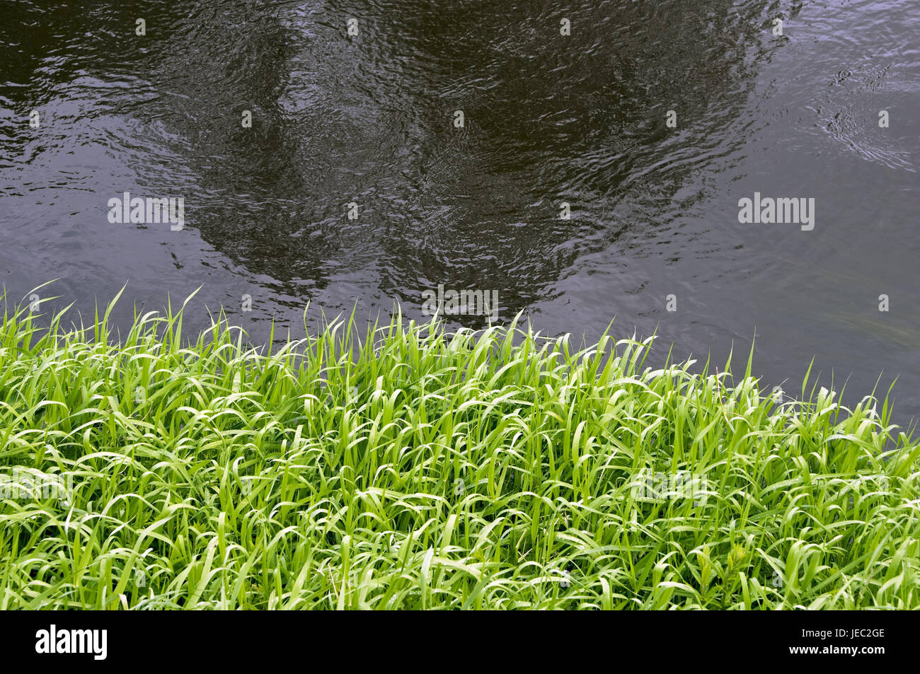 River Coast Grass