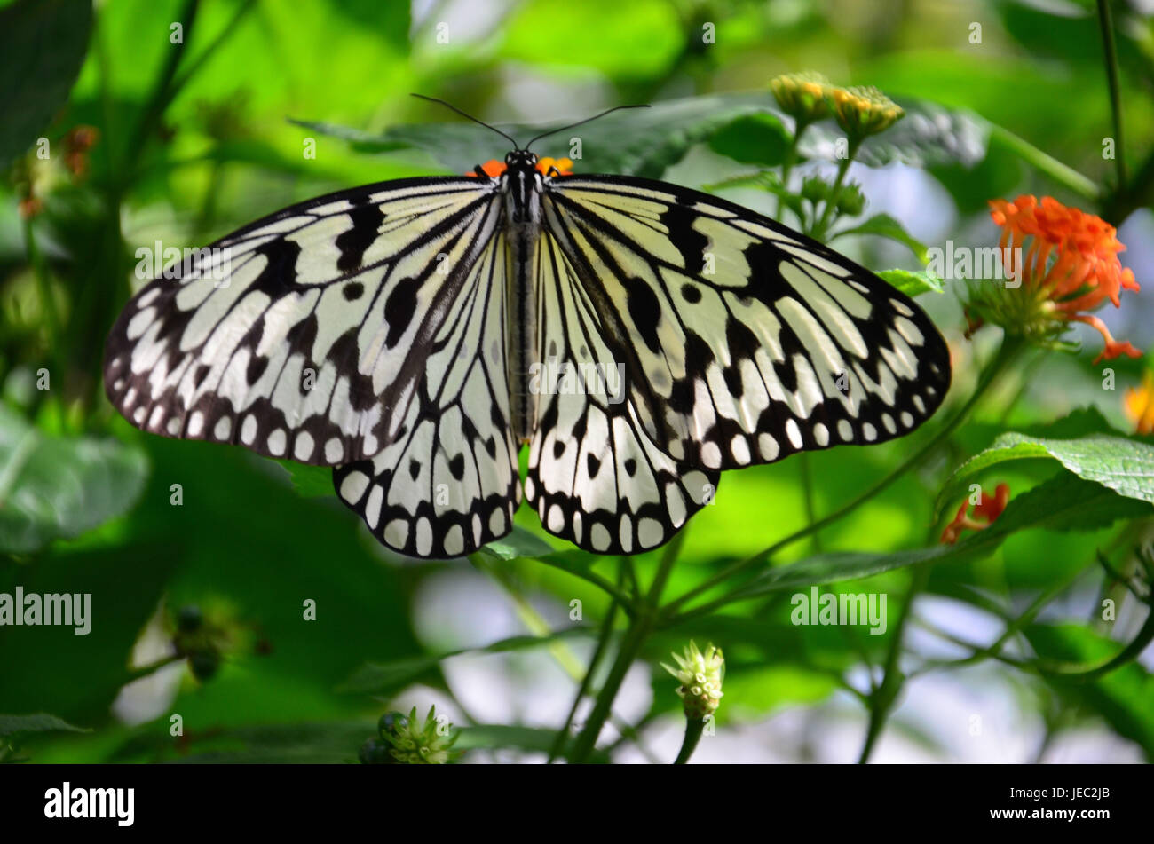 Butterfly, tropical, blossom, white tree nymph, blotch butterfly Stock ...