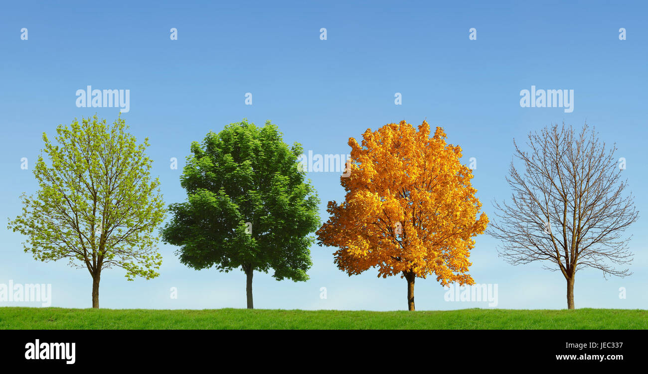 Four seasons tree hi-res stock photography and images - Alamy