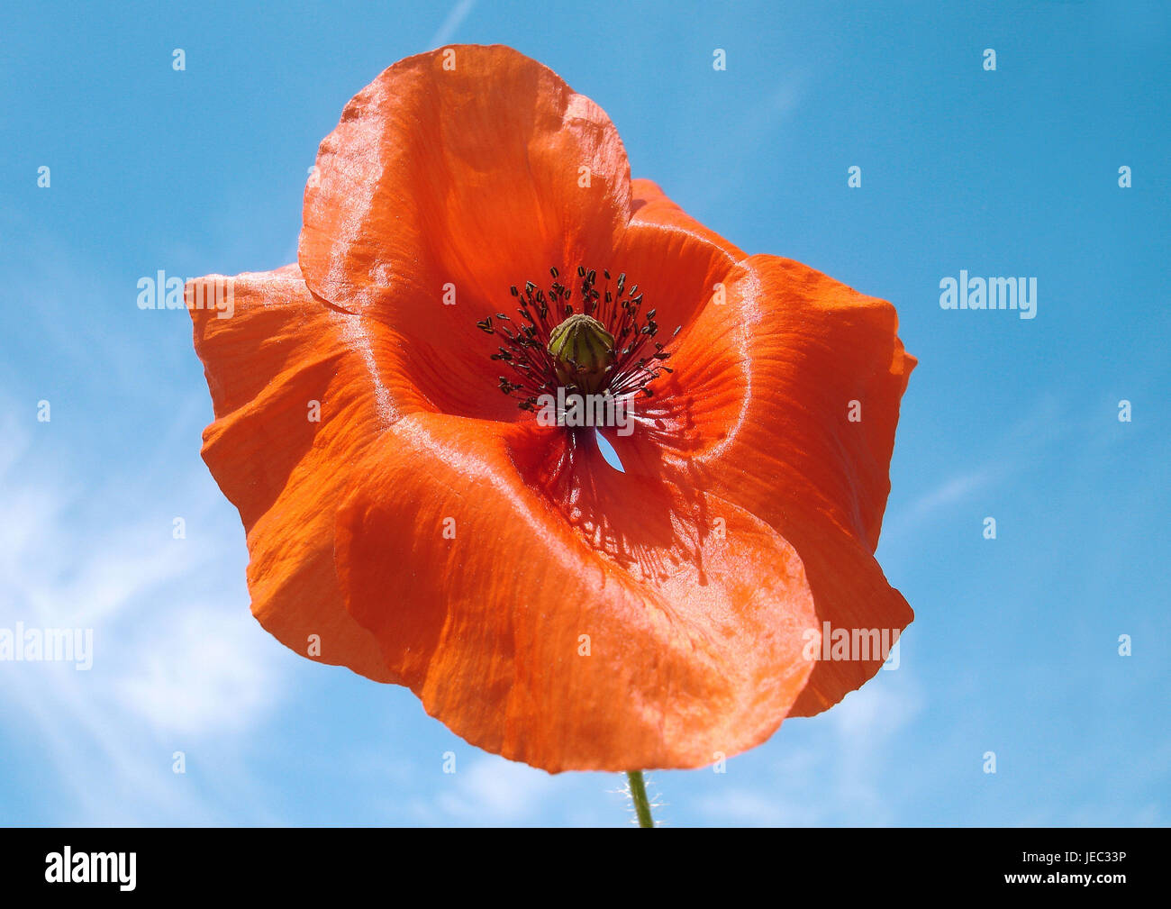 Fire poppy hi-res stock photography and images - Alamy