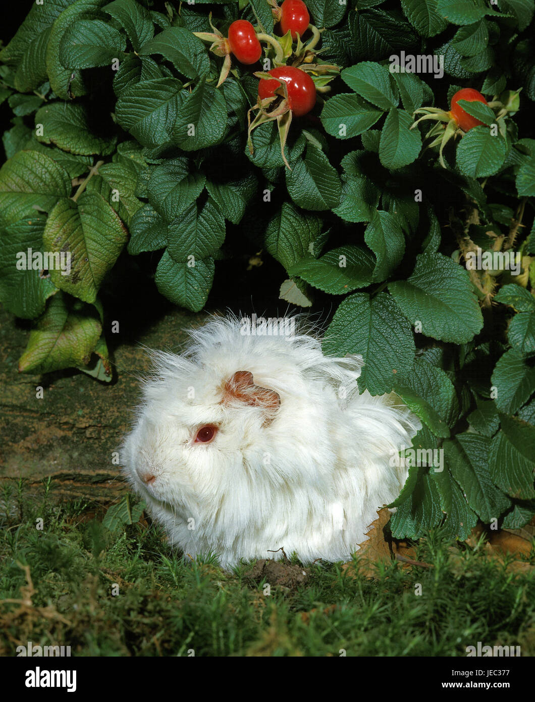Cavica porcellus hi-res stock photography and images - Alamy