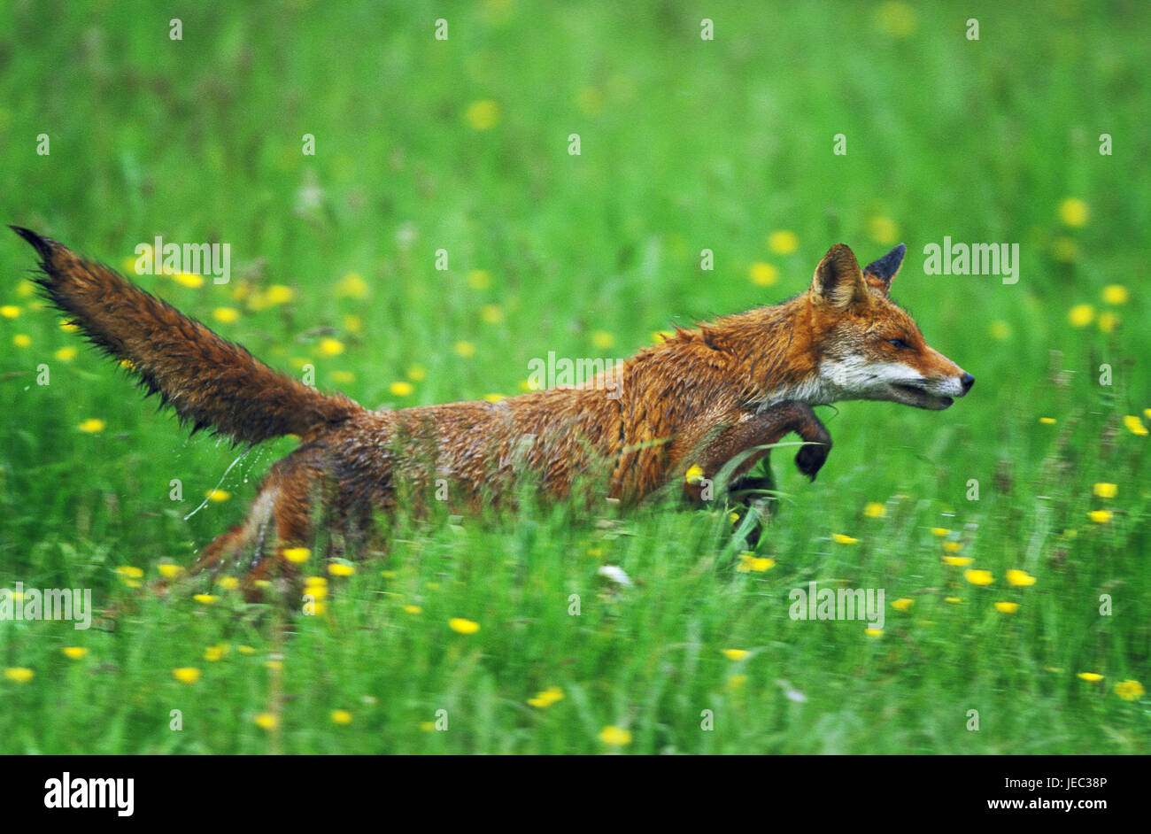 Red fox, Vulpes vulpes, wet, flower meadow, France, Normandy Stock ...