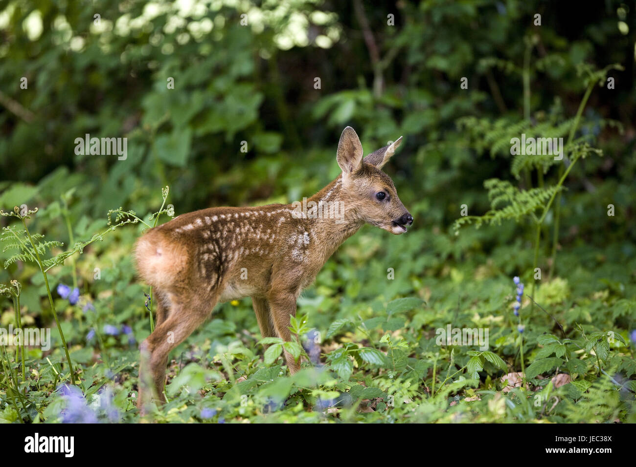 Kitz hi-res stock photography and images - Alamy