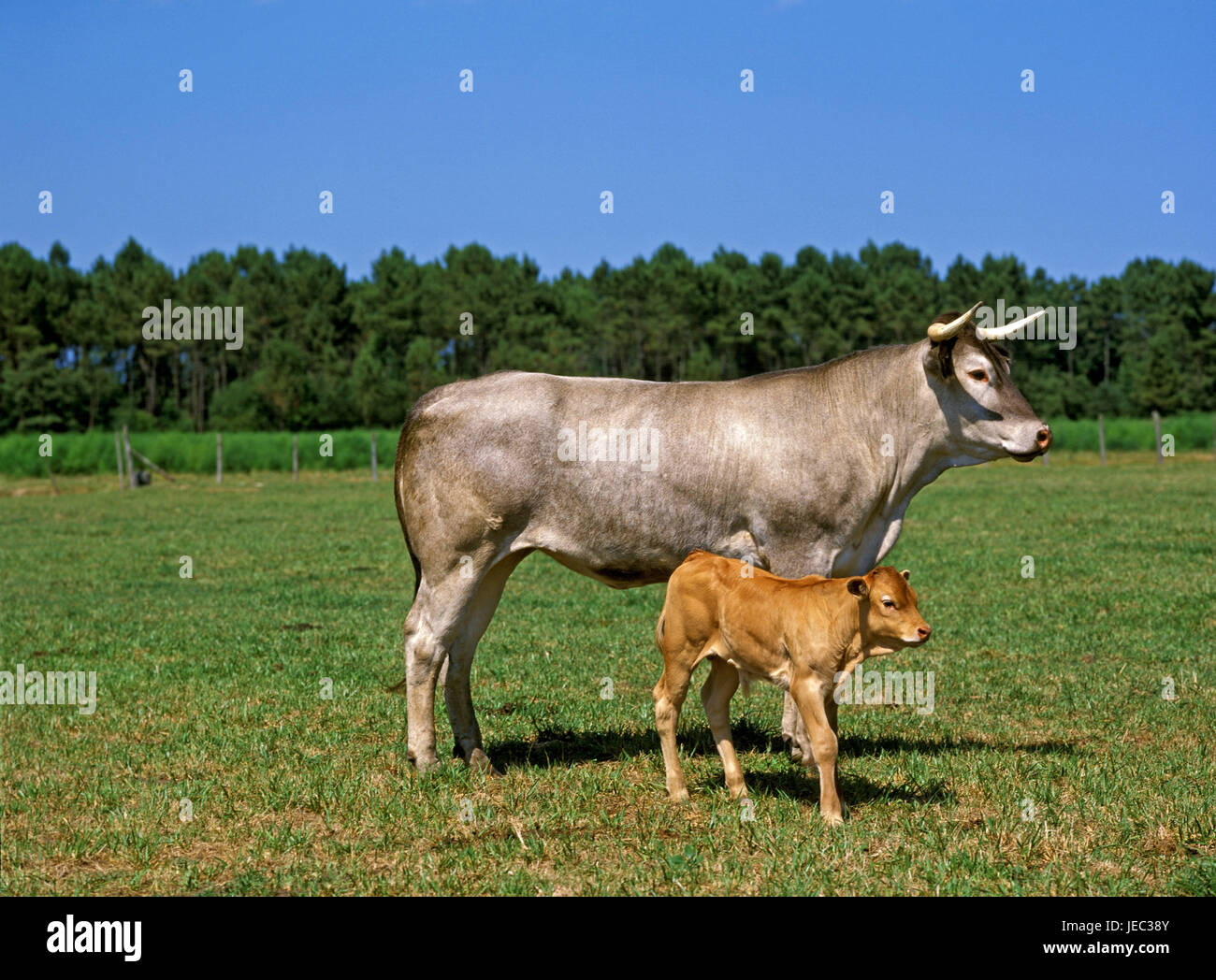 Bazadaise cortex, cow with calf Stock Photo - Alamy