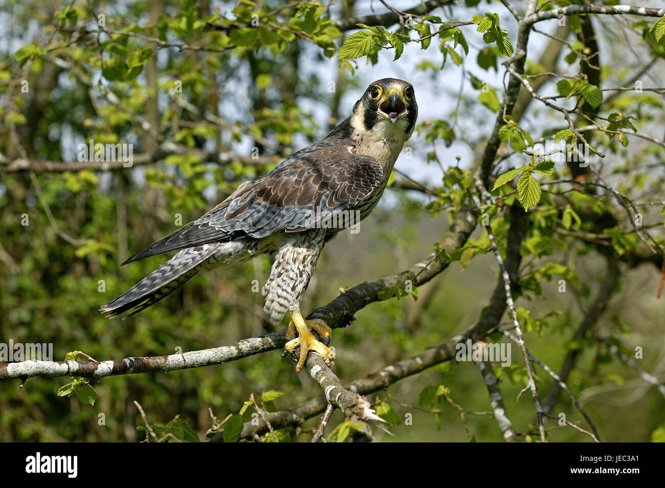 Falco peregrinus hi-res stock photography and images - Alamy