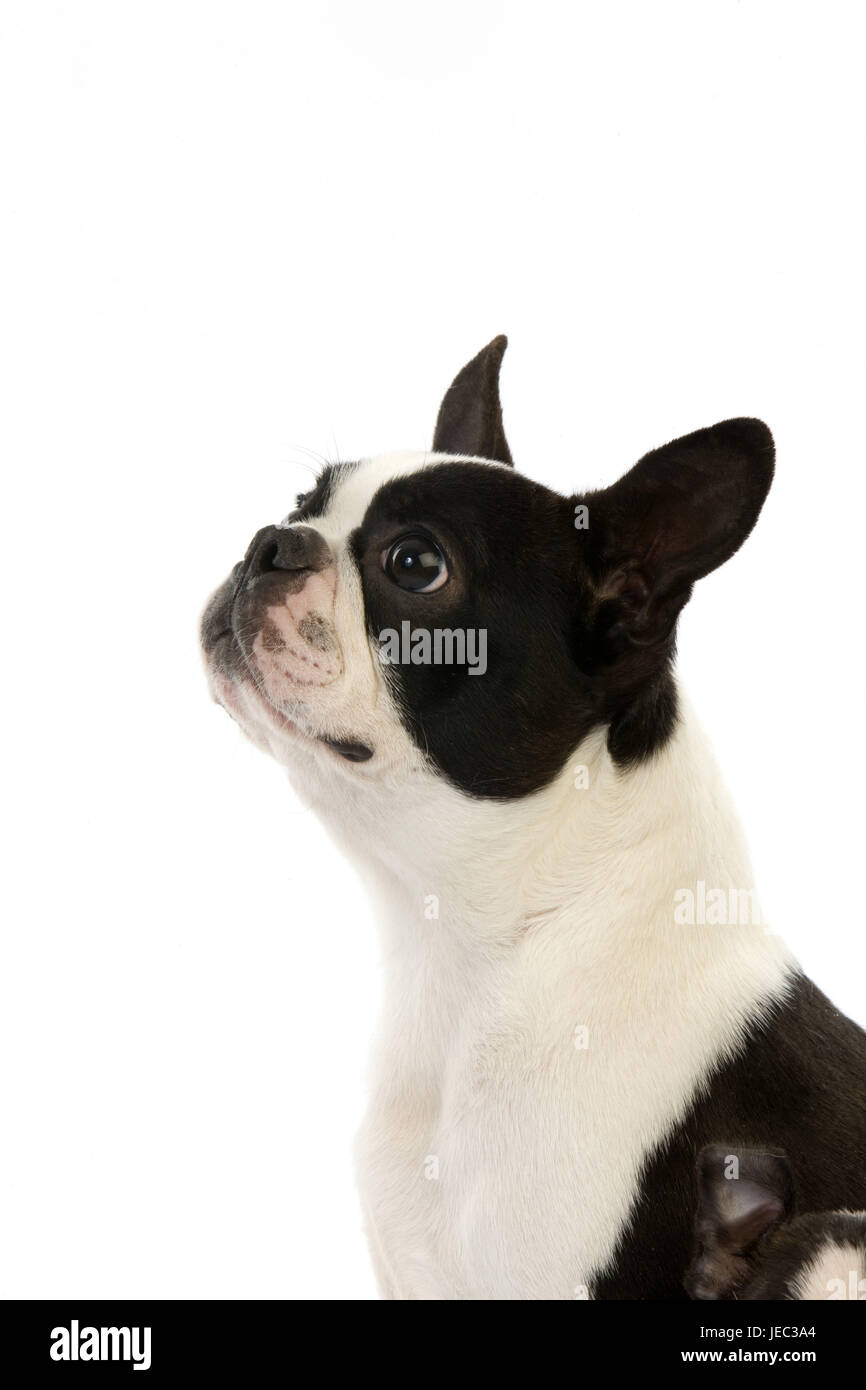 Boston terrier, portrait, at the side Stock Photo - Alamy