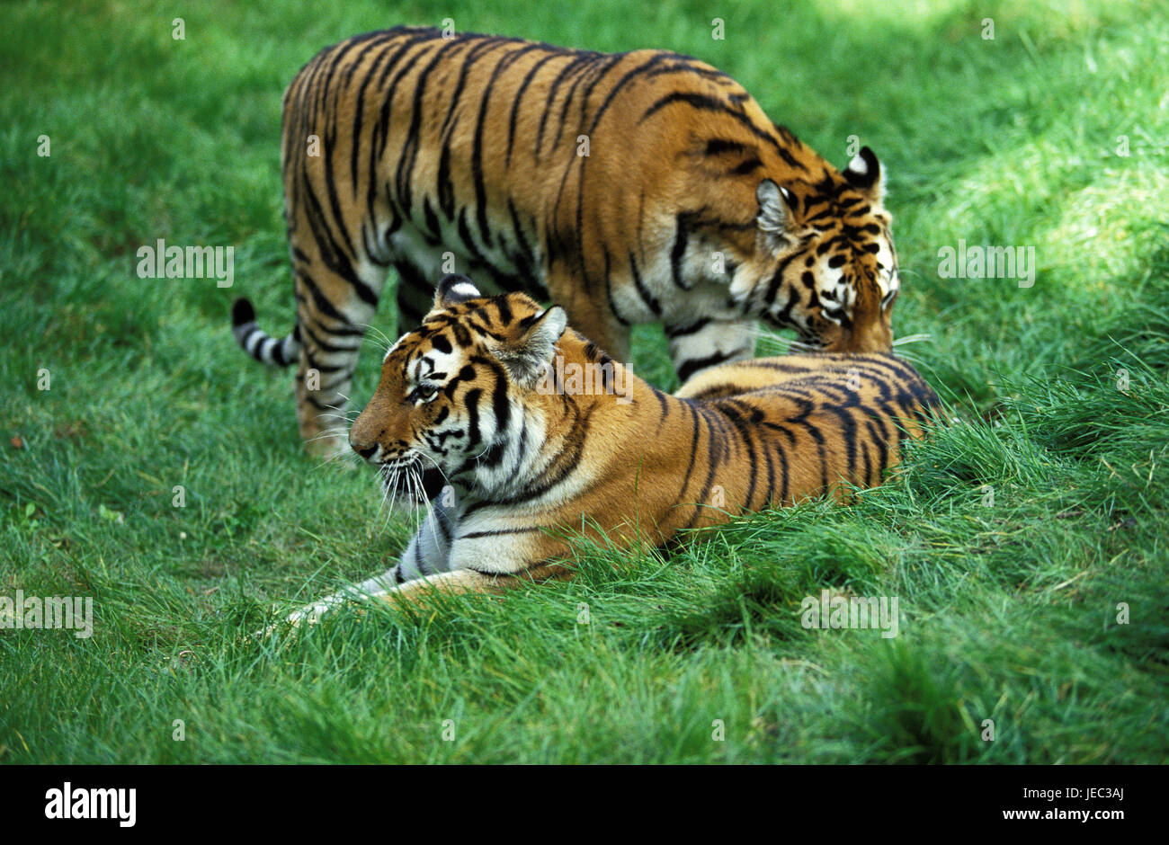 Male And Female Tiger Pictures