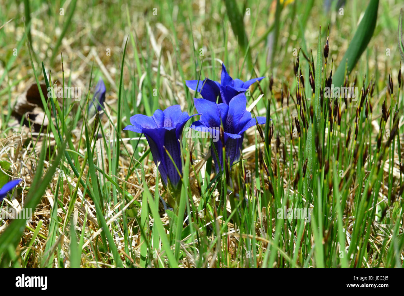 Botany, Alpine flowers, gentian Stock Photo - Alamy