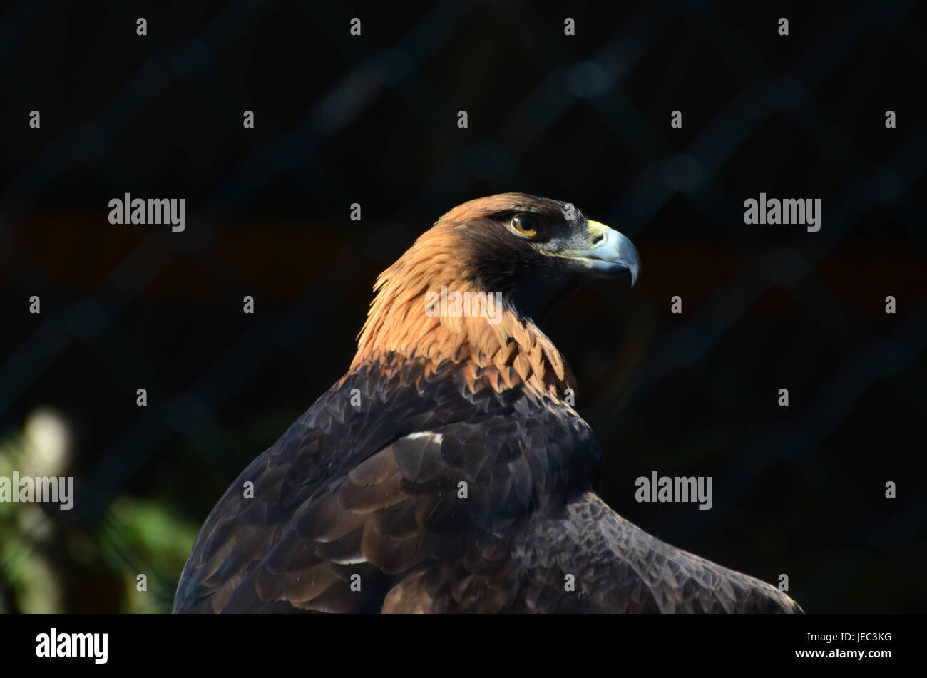Red Milan, portrait Stock Photo - Alamy