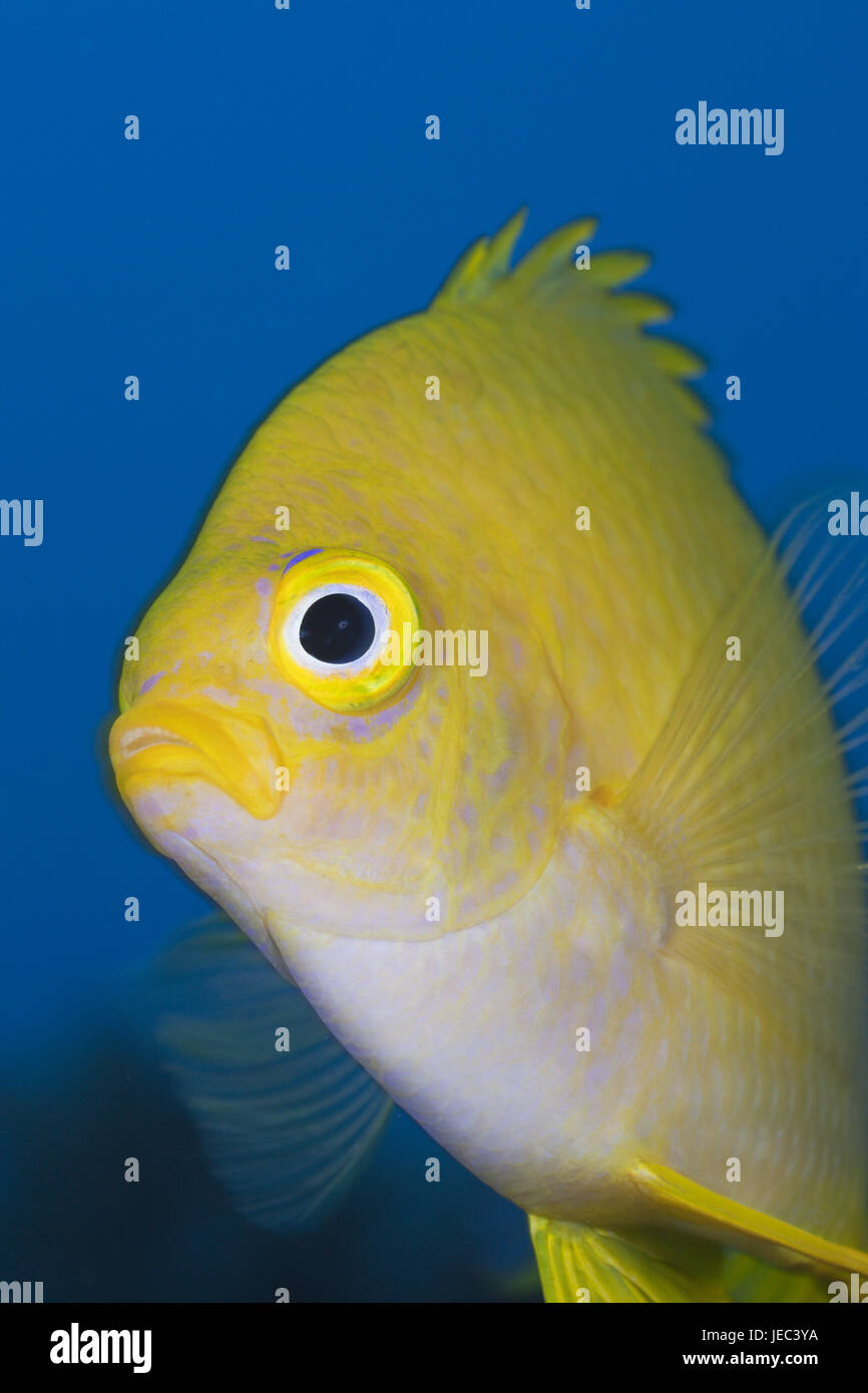 Golden reef perch, Amblyglyphidodon aureus, Namena marine park, Fiji ...