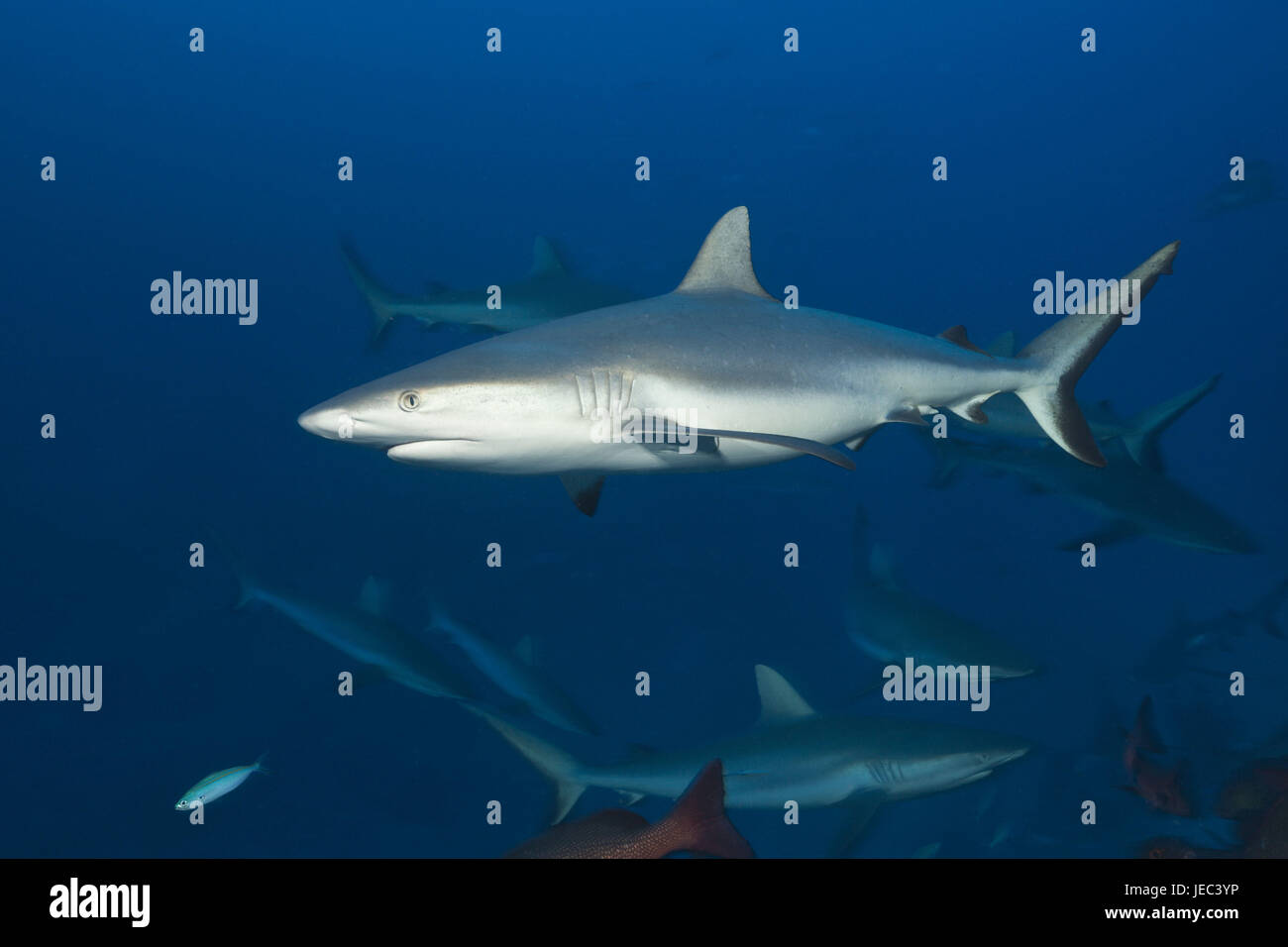 Grey reef sharks, Carcharhinus amblyrhynchos, Nagali, Fiji Stock Photo ...