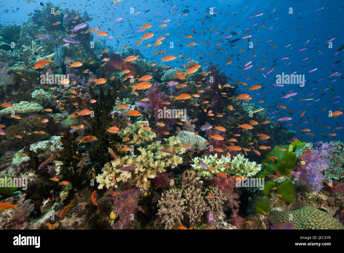Flag perches in coral reef, Pseudanthias squamipinnis, Namena marine ...