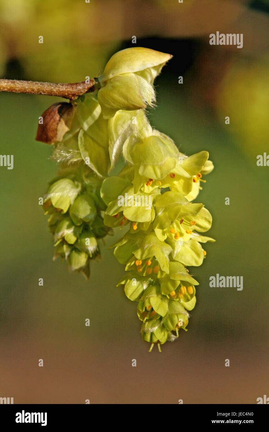 Corylopsis himalayana hi-res stock photography and images - Alamy