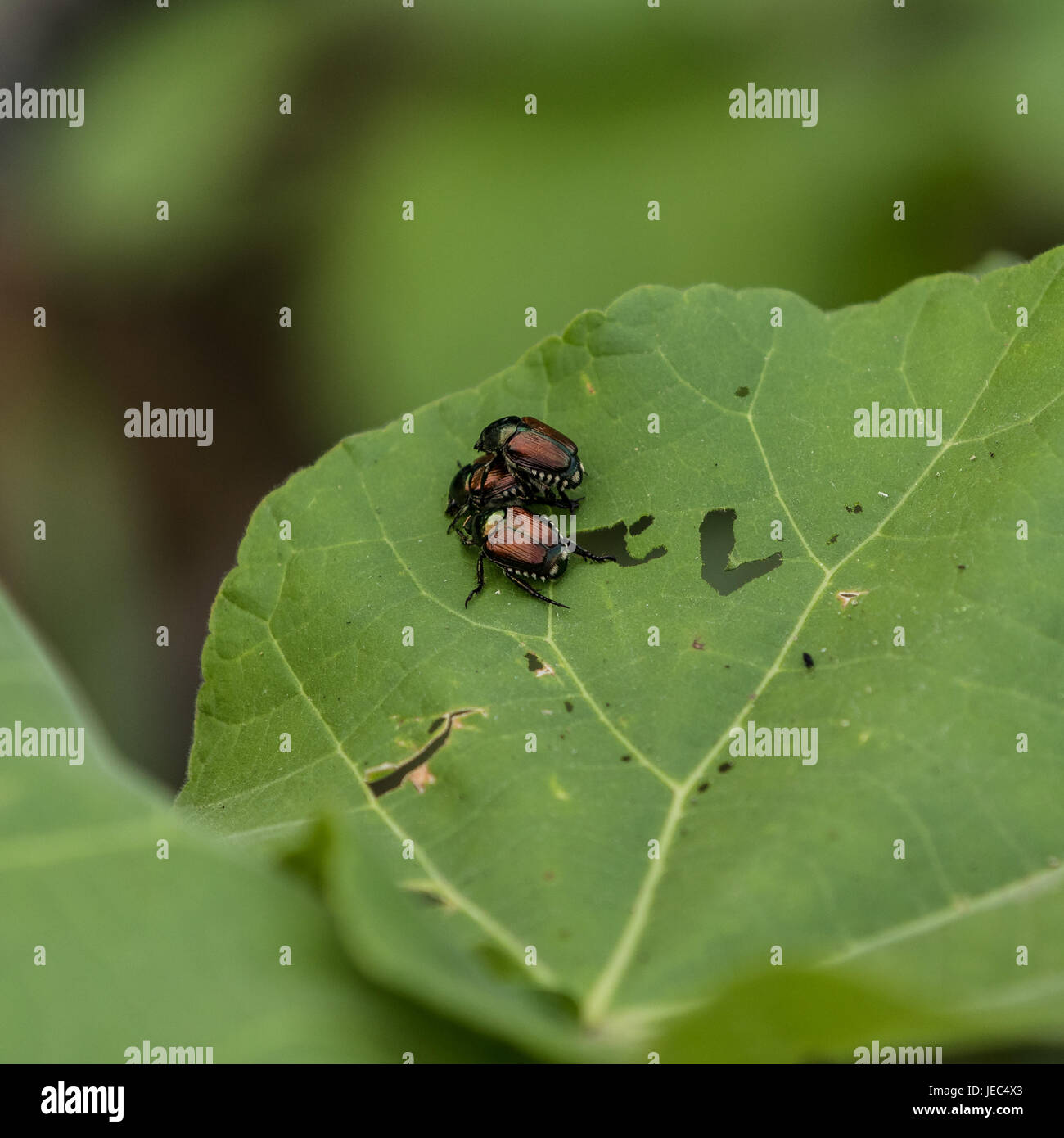 Scenes of Nature Stock Photo - Alamy