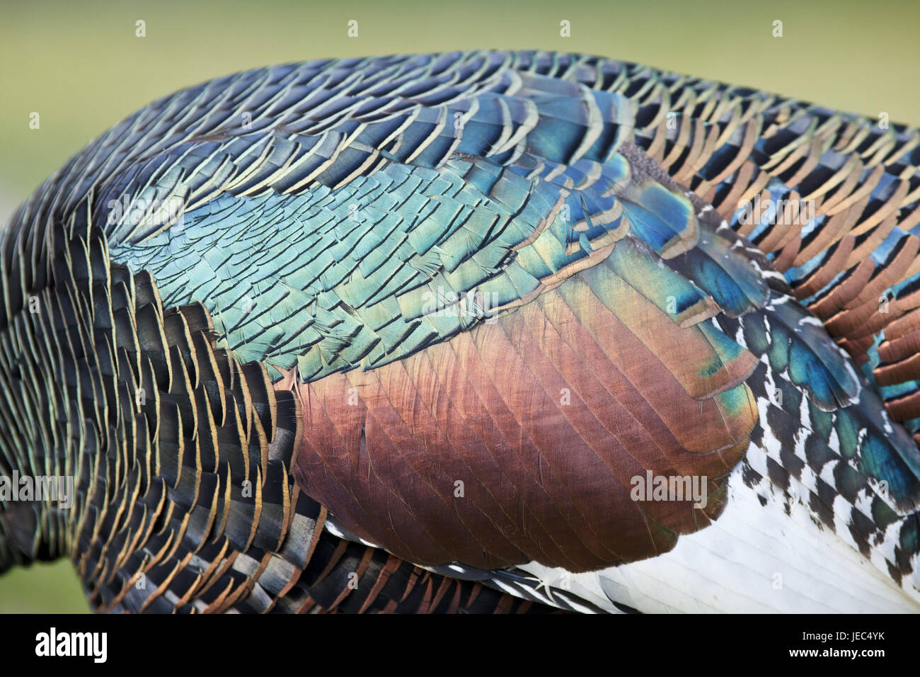 Tikal animals hi-res stock photography and images - Alamy