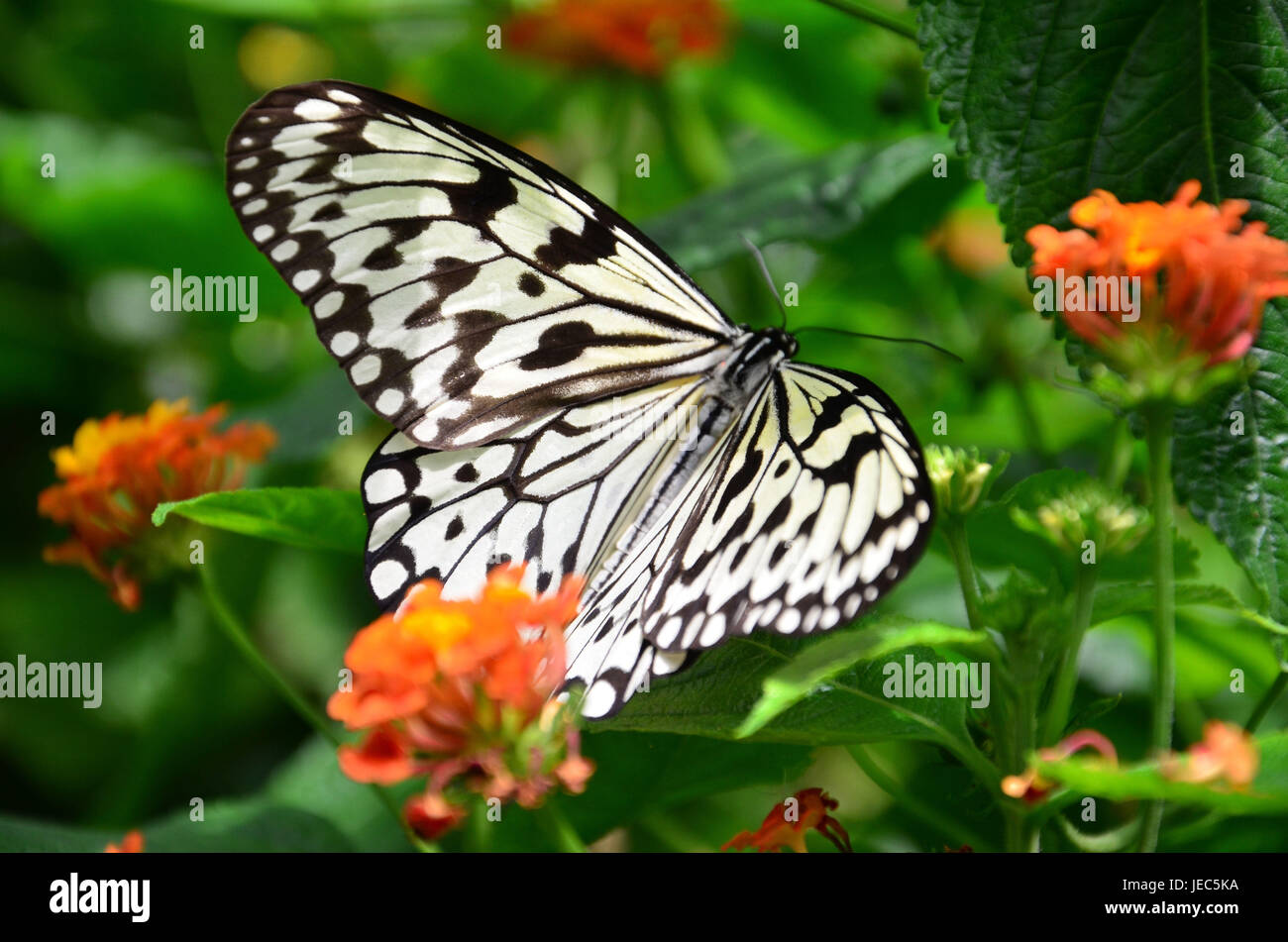 Butterfly, tropical, blossom, white tree nymph, blotch butterfly Stock ...