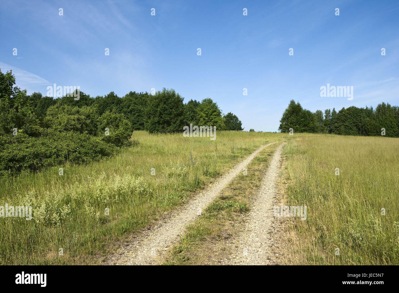 Meadow, country lane, nobody, way, driveway, season, summer, nature ...
