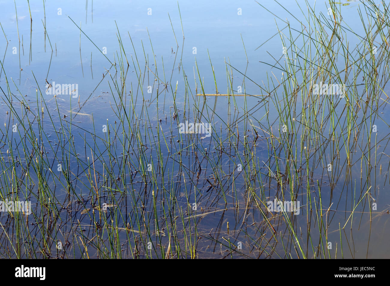 Pond, grass, waters, lake, nature, reed, reed, green Stock Photo - Alamy
