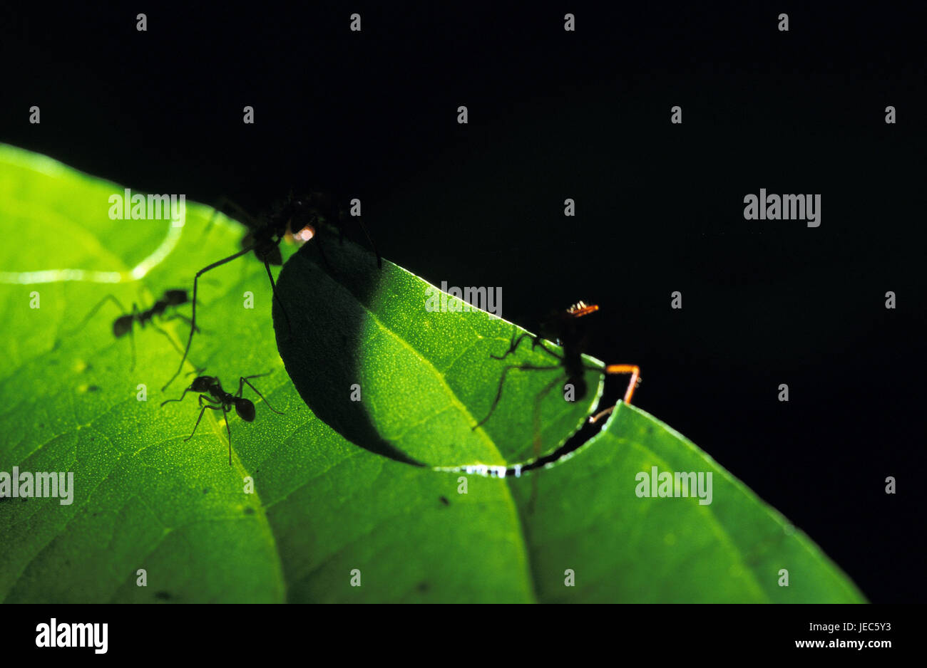Leaf guts ant hi-res stock photography and images - Alamy