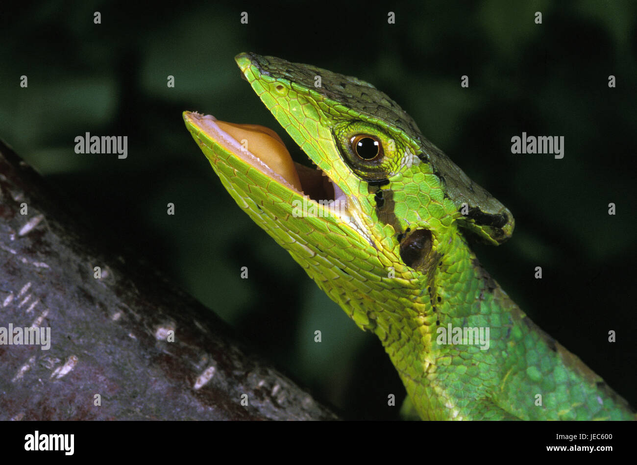 Crown basilisk, Laemanctus longipes Stock Photo - Alamy