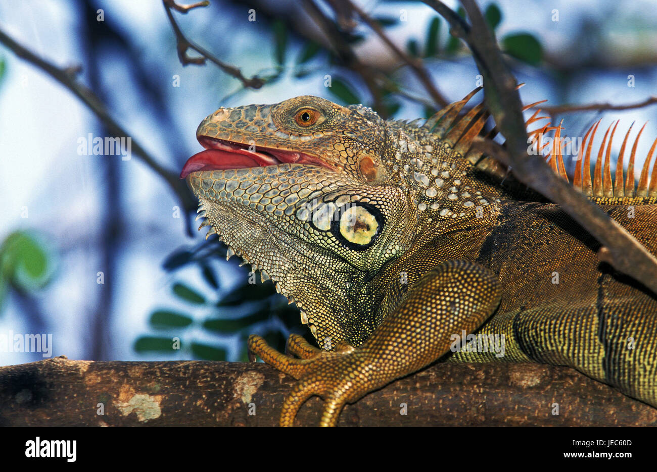 Leguan iguana hi-res stock photography and images - Alamy