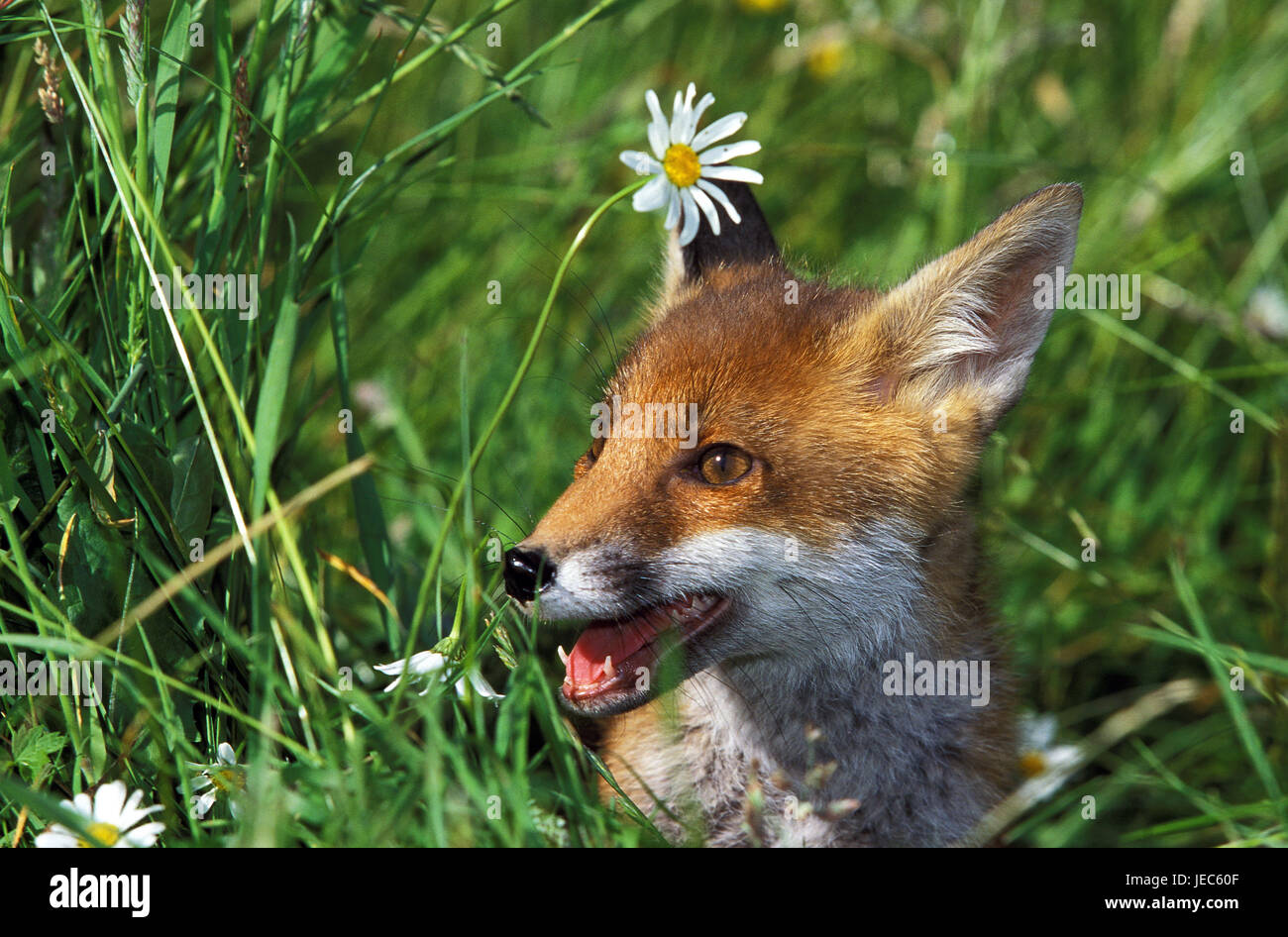 Red fox, Vulpes vulpes, France, Normandy Stock Photo - Alamy