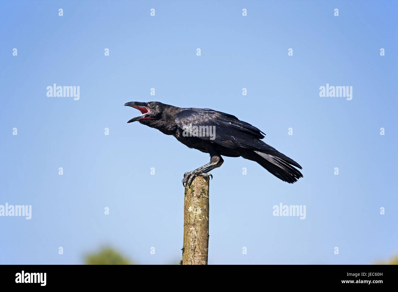 Kolkrabe, Corvus corax Stock Photo - Alamy