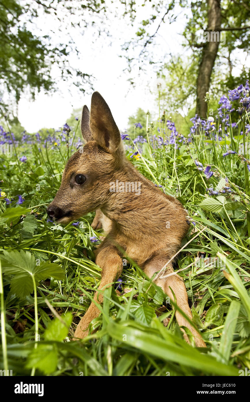 Kitz hi-res stock photography and images - Alamy
