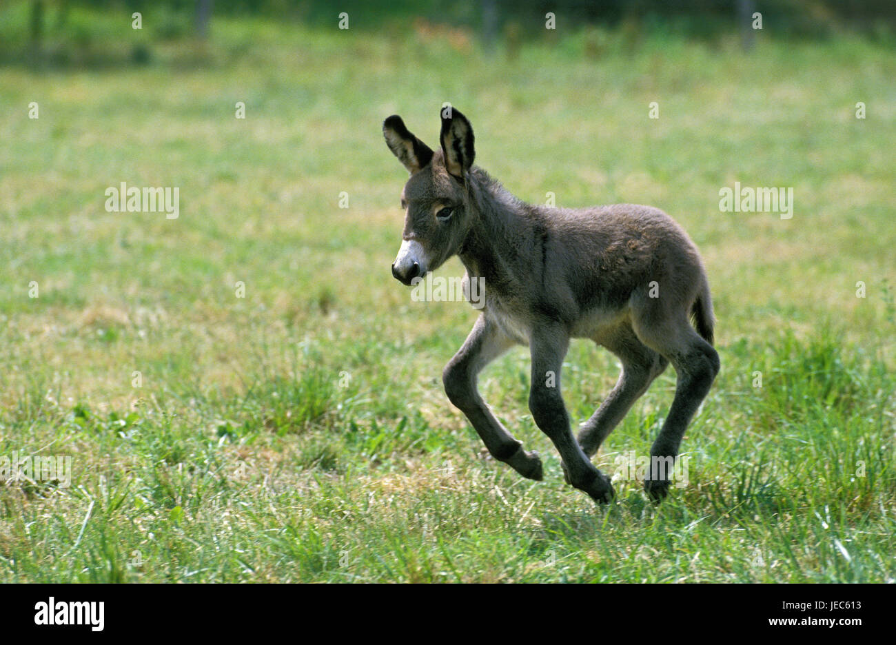 Poitou donkey, galloping foal Stock Photo - Alamy