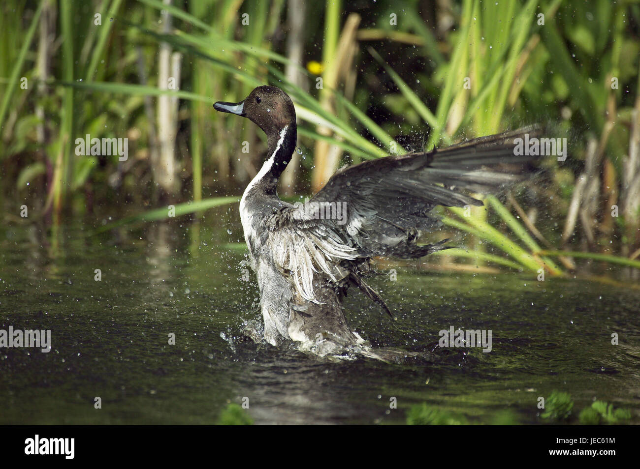 Spit duck, Anas acuta, France, Normandy Stock Photo - Alamy