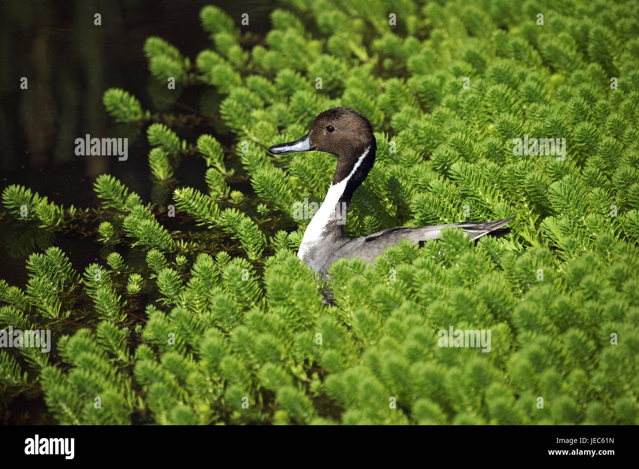 Spit duck, Anas acuta, France, Normandy Stock Photo - Alamy