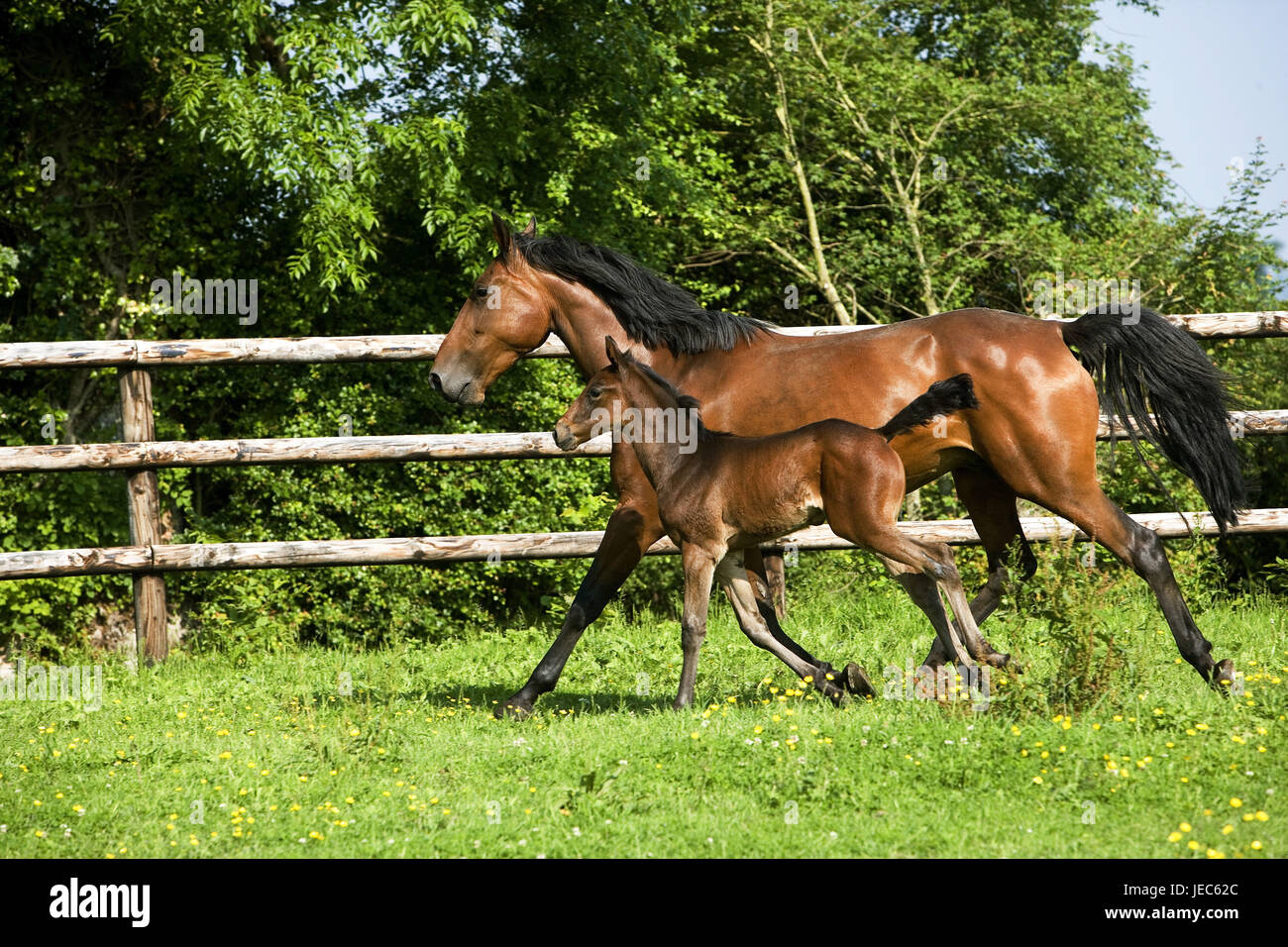 French trotter, mare and foal gallop Stock Photo - Alamy