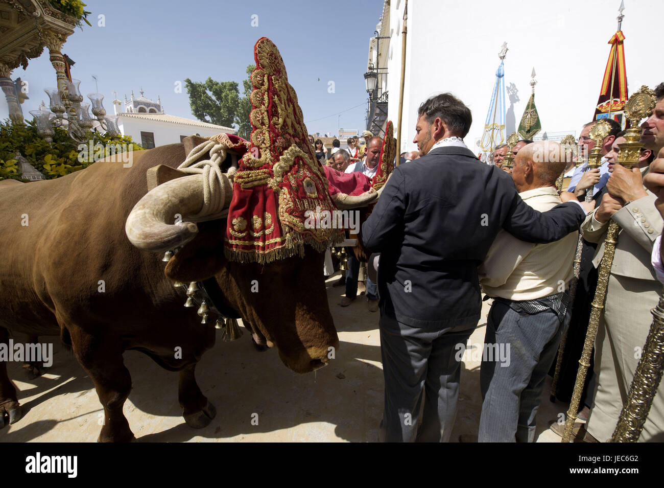 Ox picture hi-res stock photography and images - Alamy
