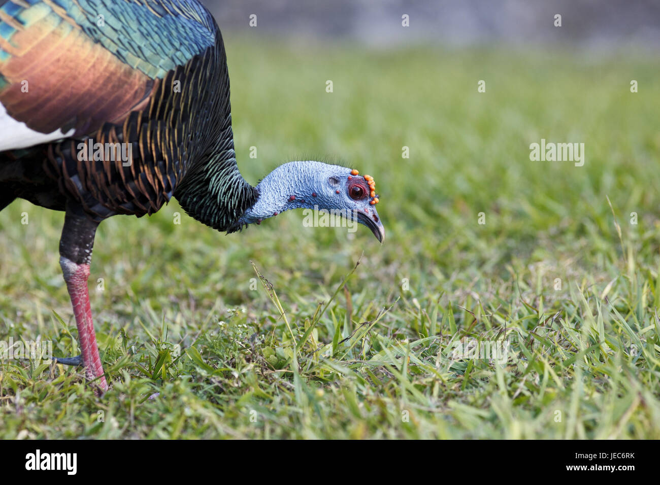 Tikal Animals High Resolution Stock Photography and Images - Alamy