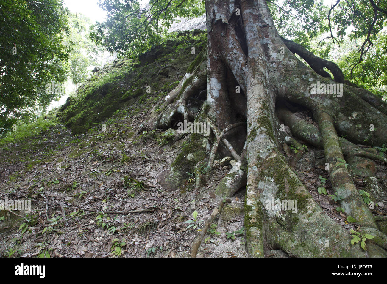 National tree of guatemala hi-res stock photography and images - Alamy