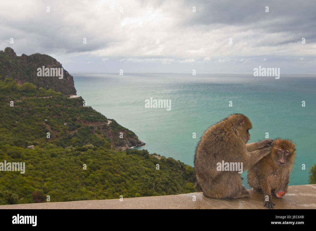 Berbers algeria hi-res stock photography and images - Alamy