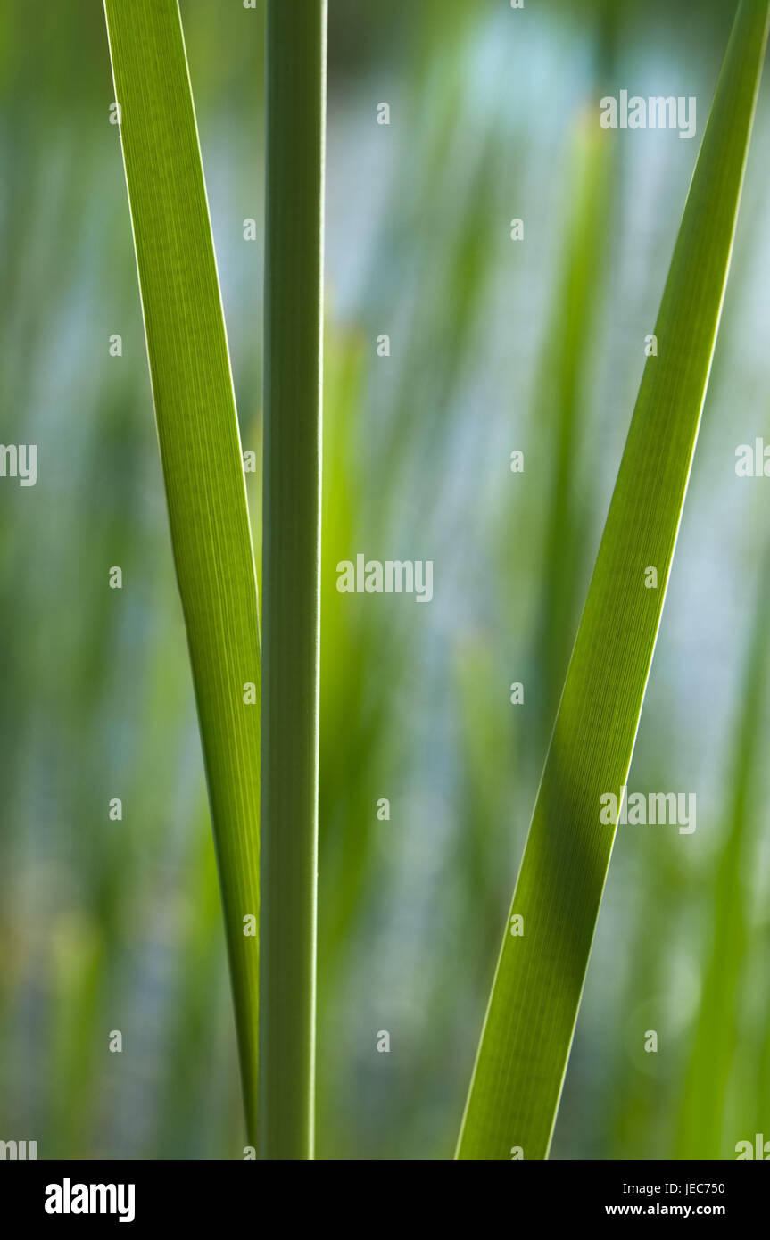 Grass, medium close-up, nature, leaves, summer, green, pipe flasks ...